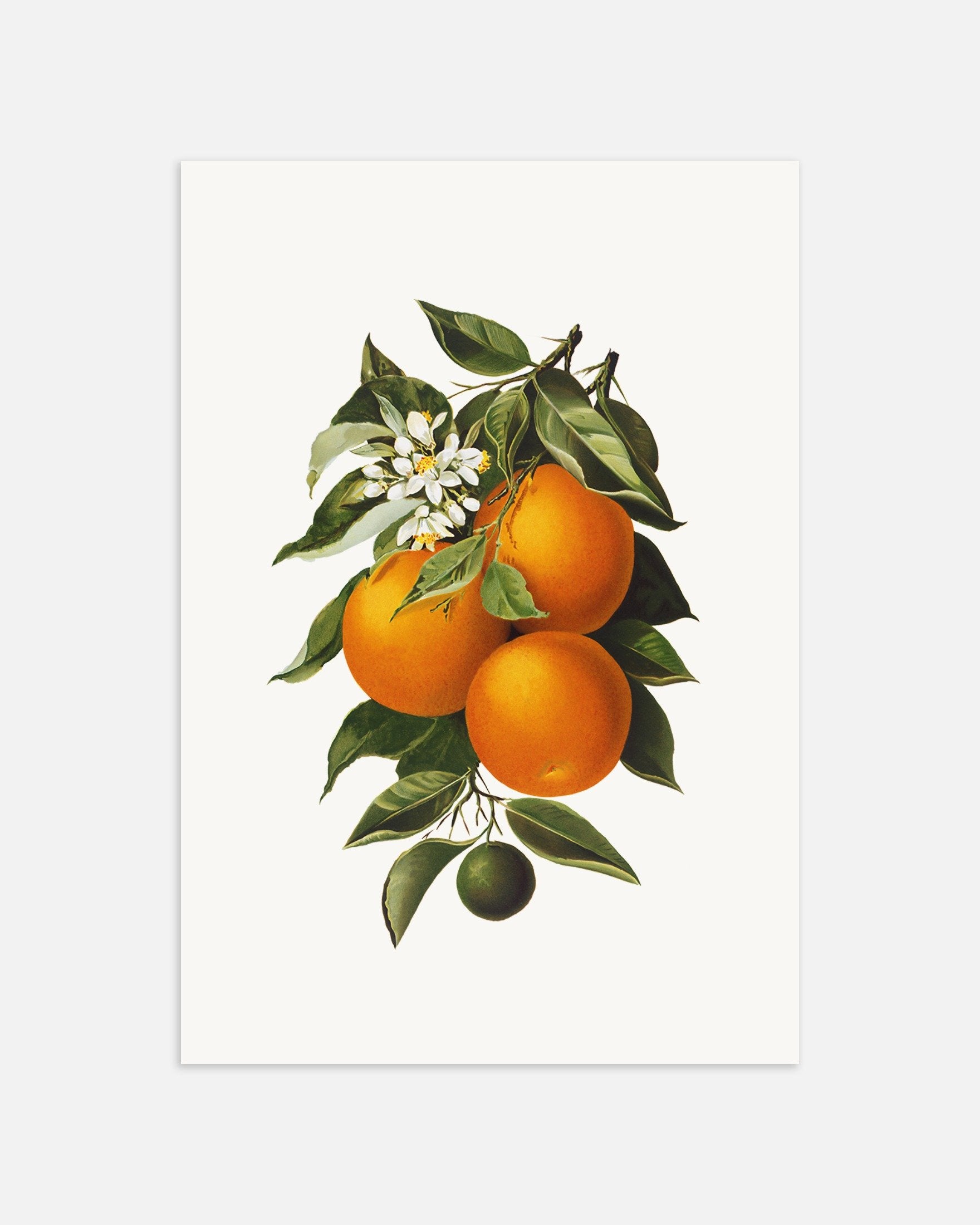 Oranges Print | Posterscape.nz